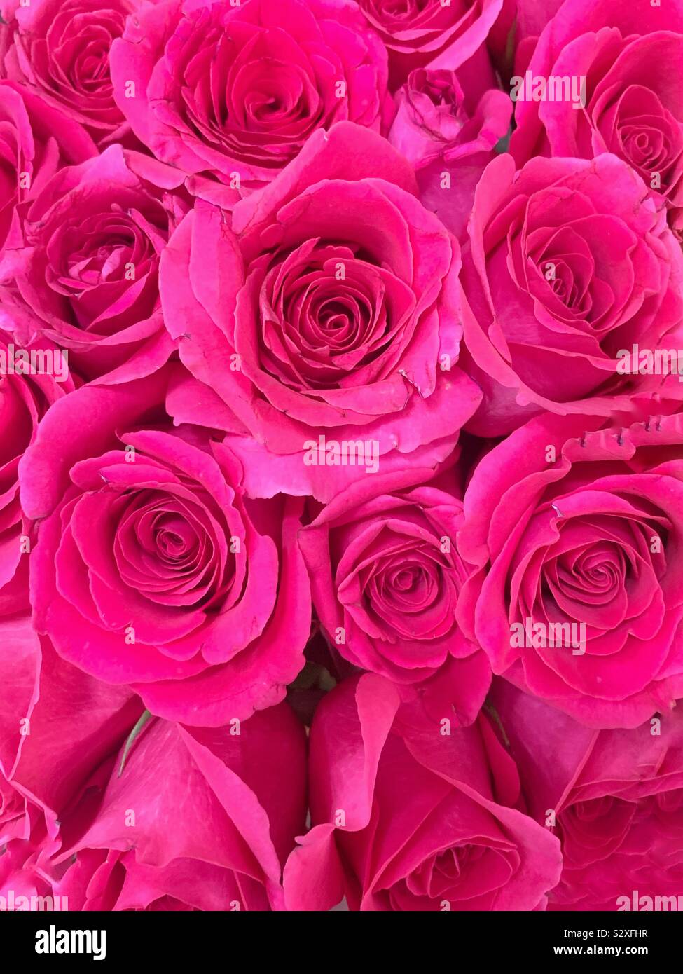 Fresh roses hi-res stock photography and images - Alamy