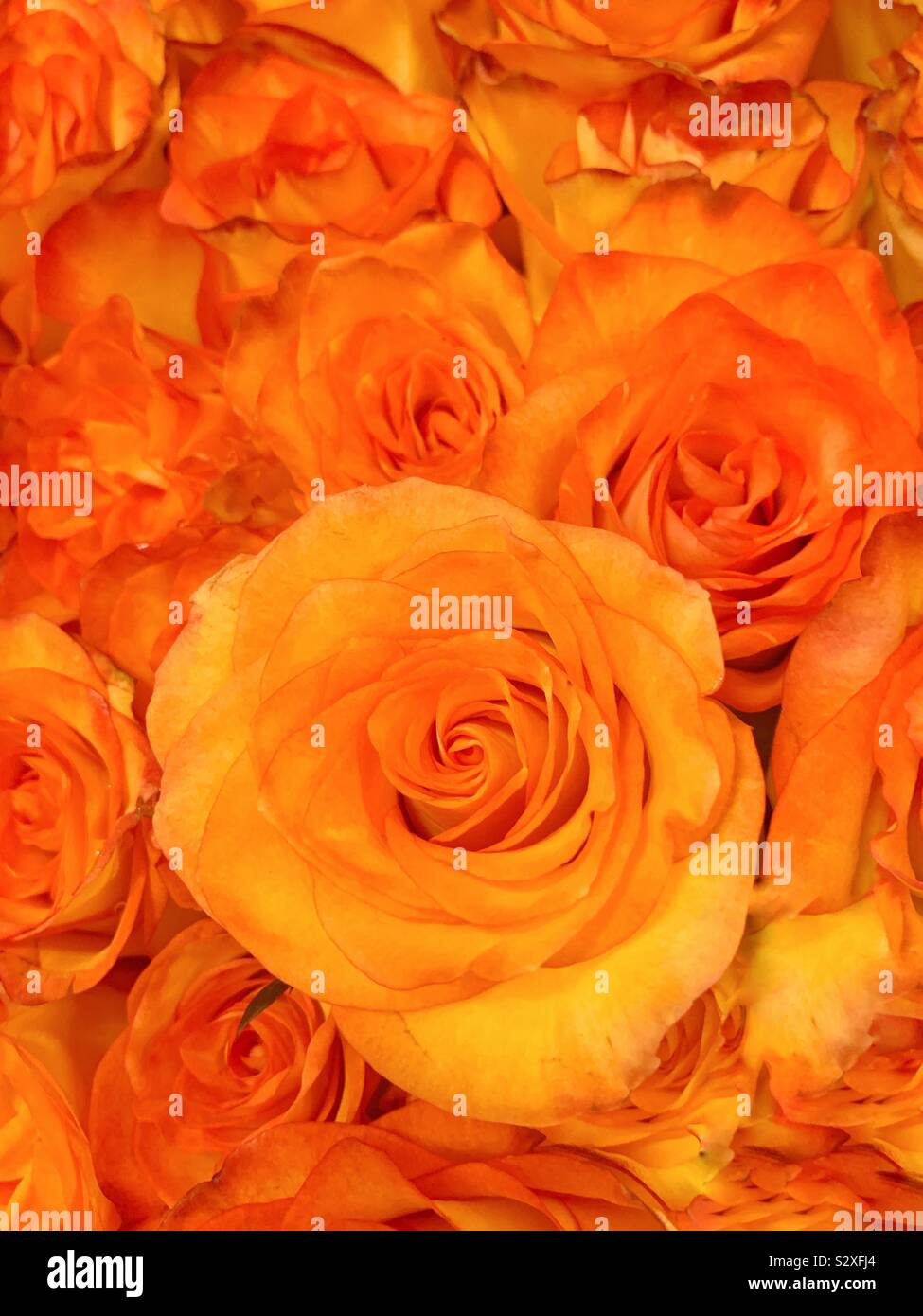 Gorgeous bunch of fresh orange roses Stock Photo - Alamy