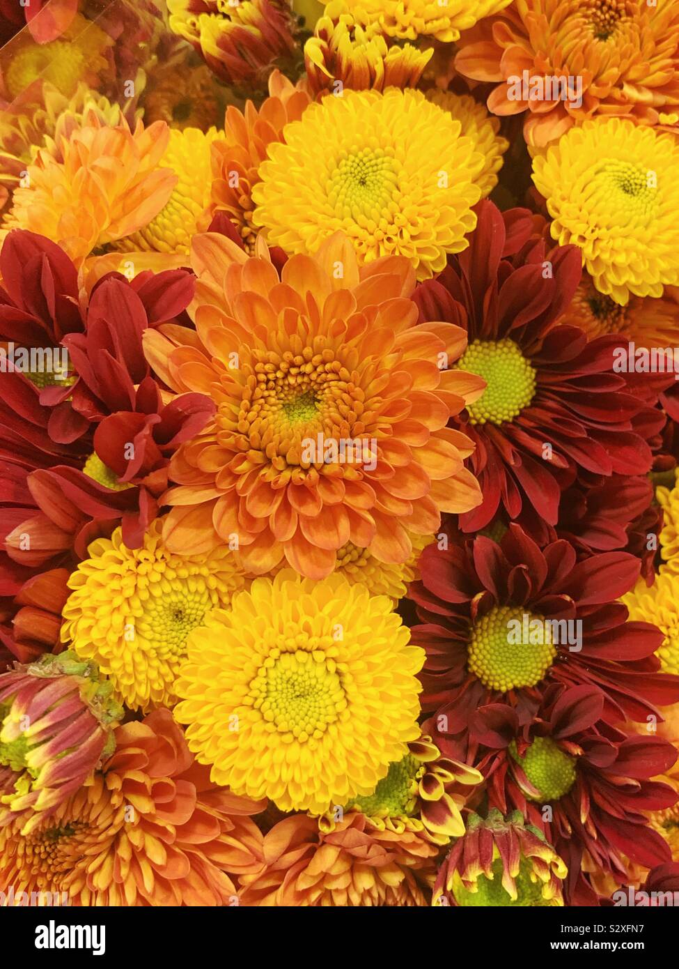 Brown chrysanthemum flowers hi-res stock photography and images - Alamy