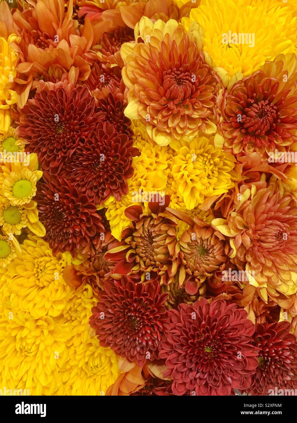 Beautiful autumn flowers hi-res stock photography and images - Alamy