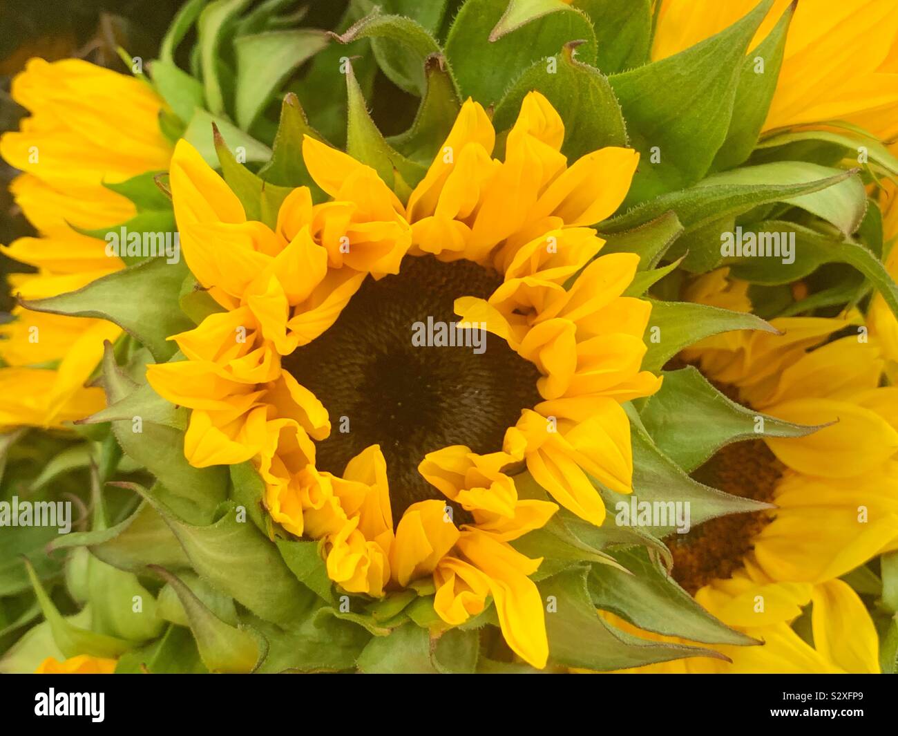 The most beautiful sunflower hi-res stock photography and images - Alamy