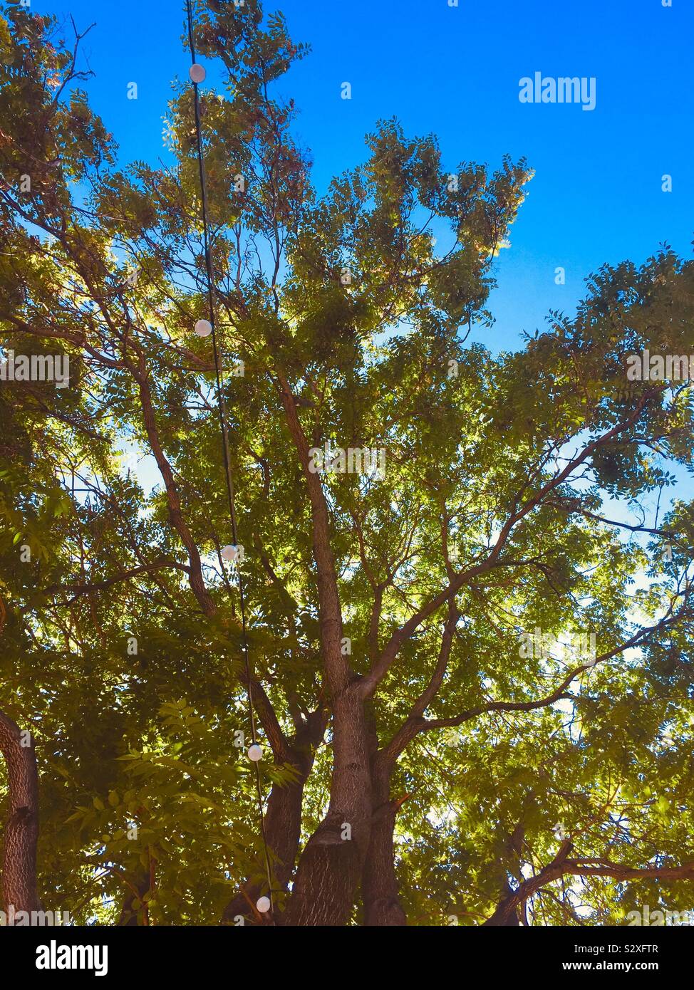 Tree with saturation Stock Photo - Alamy