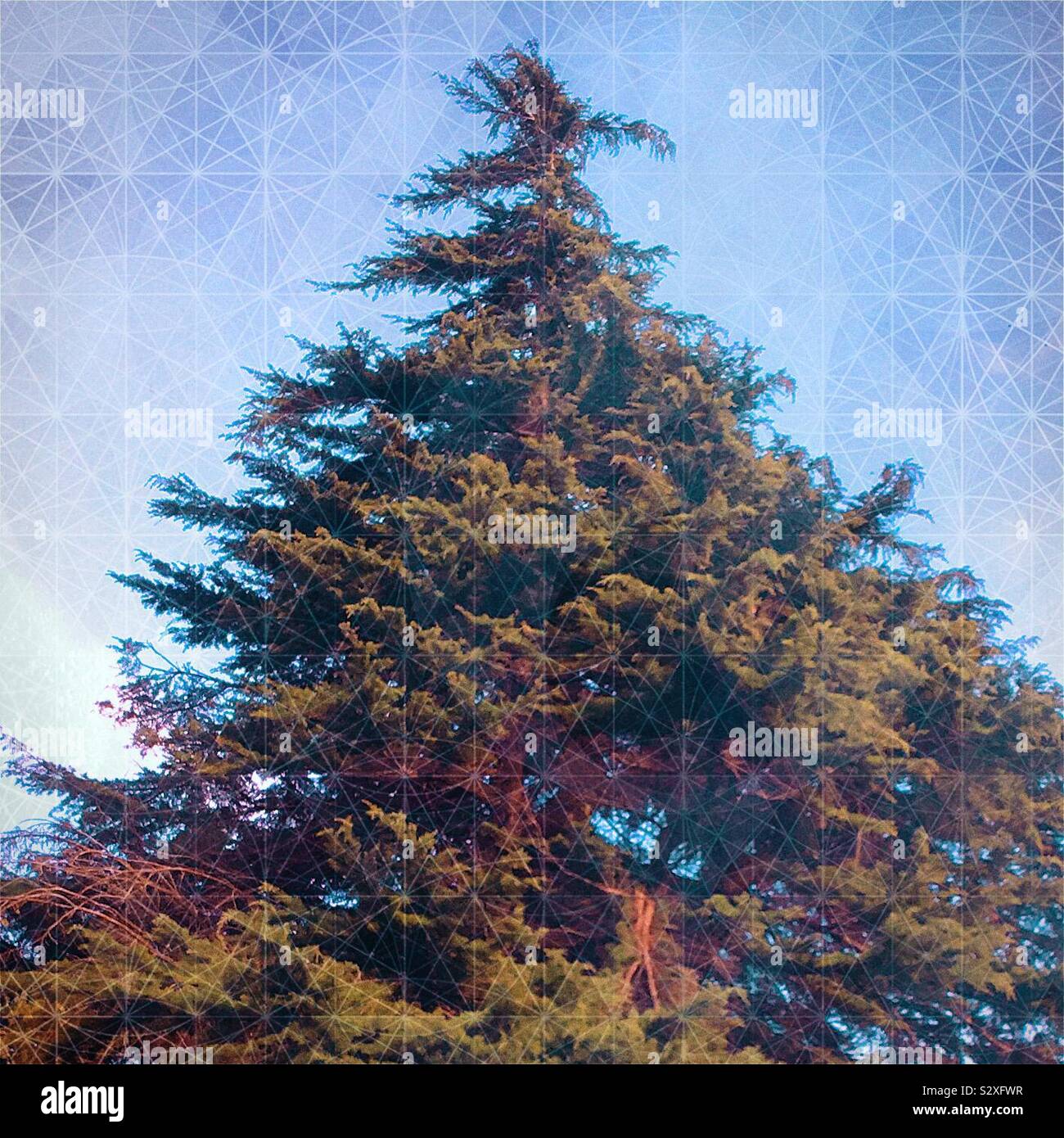 Look For An Evergreen Day