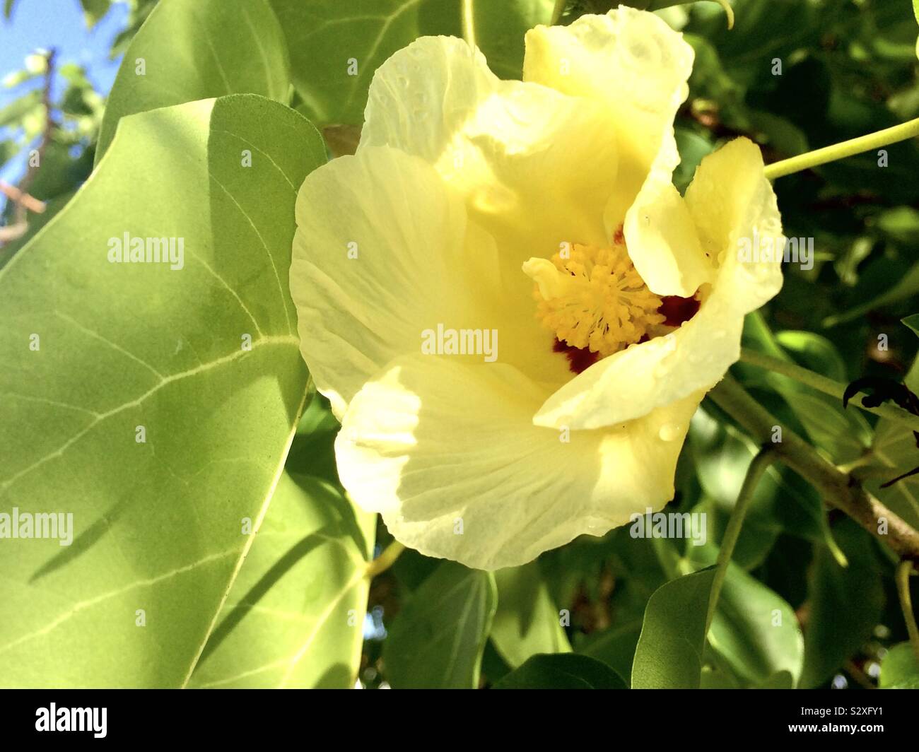 Tropic Flower High Resolution Stock Photography and Images - Alamy