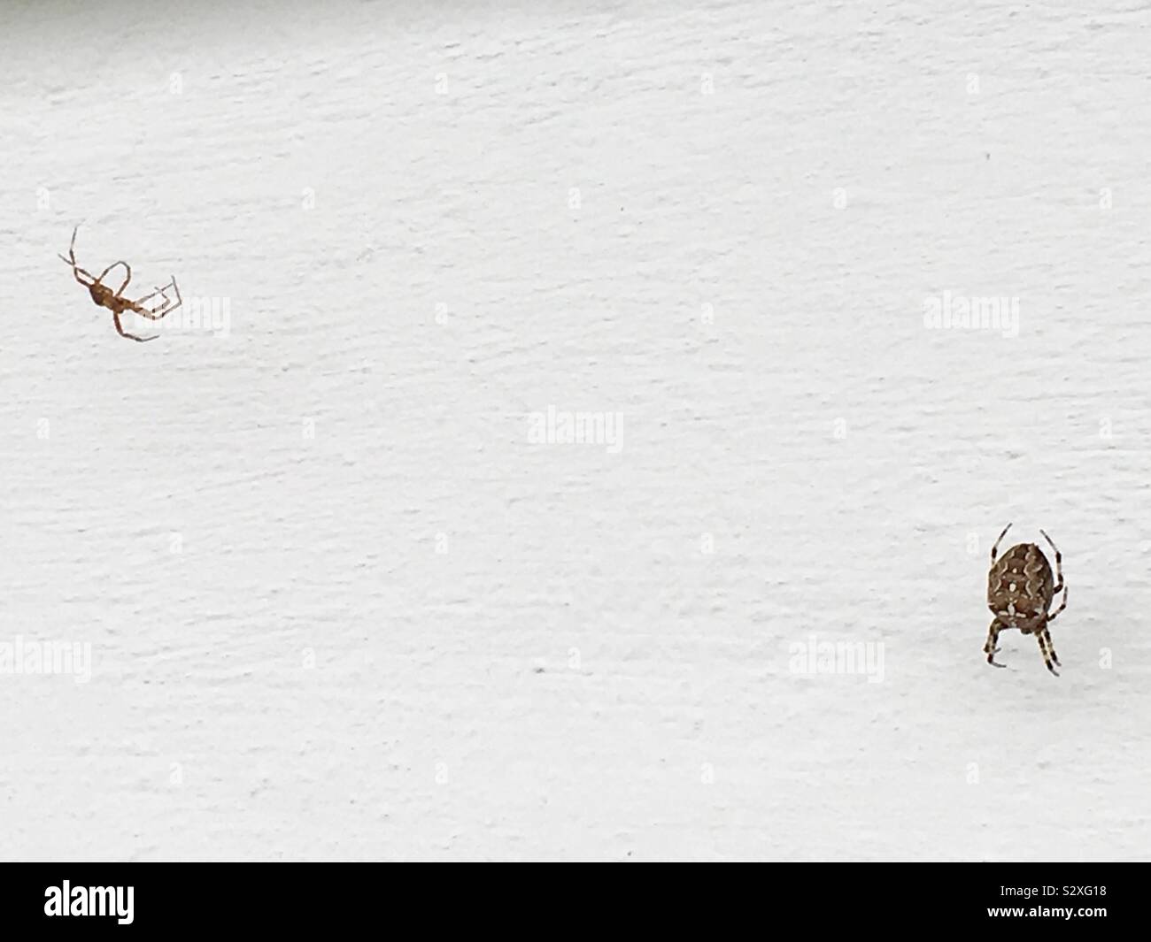 A spider romance at my wall Stock Photo - Alamy