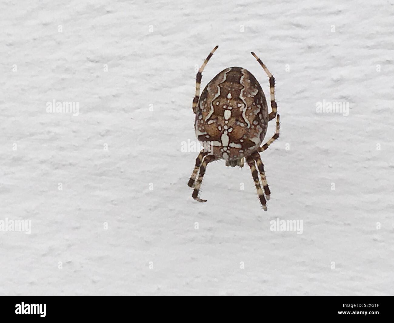 Female spider hi-res stock photography and images - Alamy