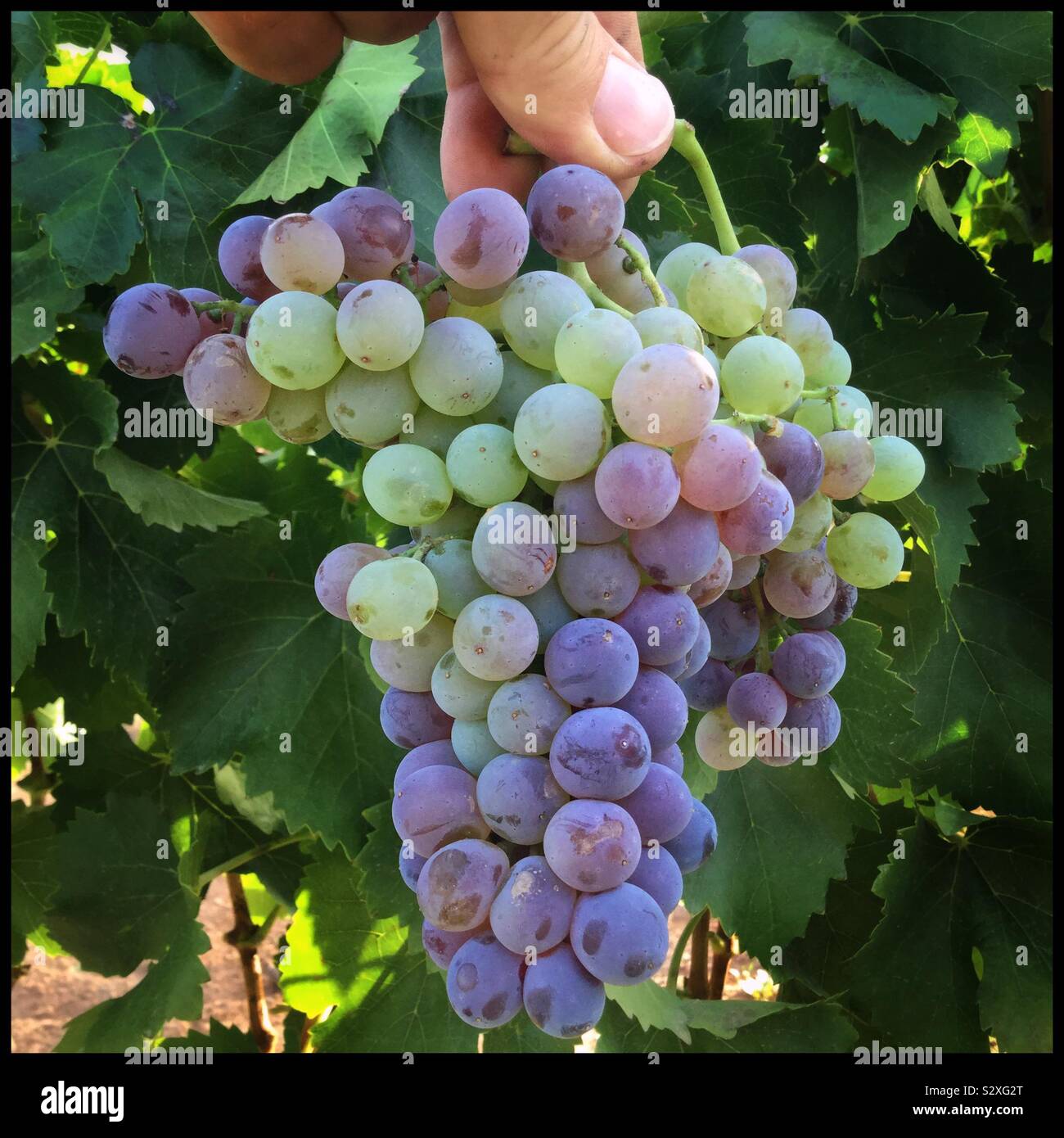 Garnacha harvest hi-res stock photography and images - Alamy