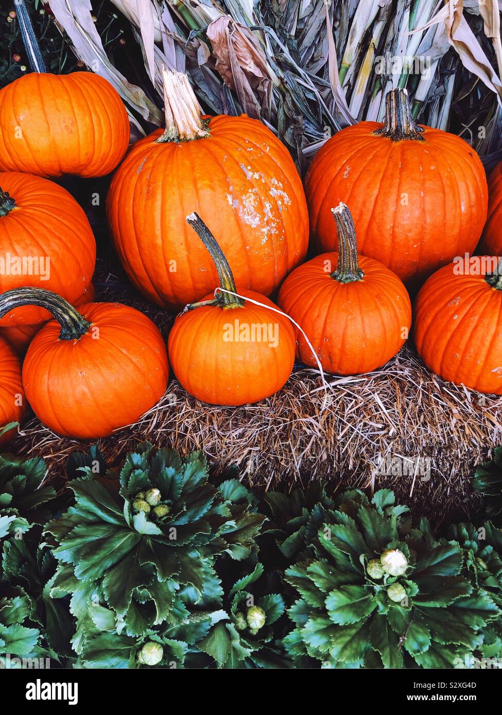 Fall corn hi-res stock photography and images - Alamy