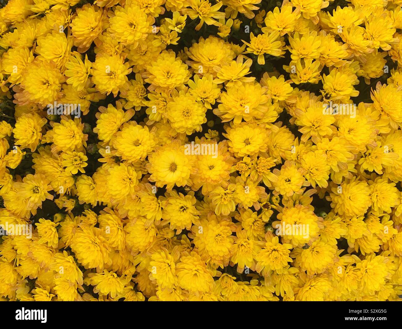 Gorgeous yellow hi-res stock photography and images - Alamy