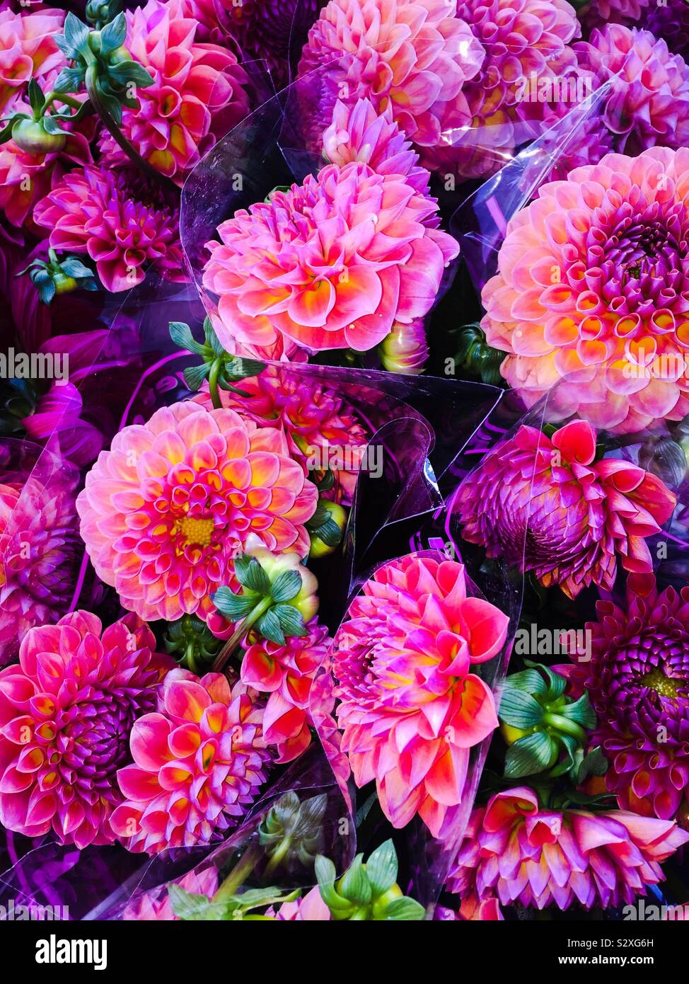 Radiation Flower High Resolution Stock Photography and Images - Alamy