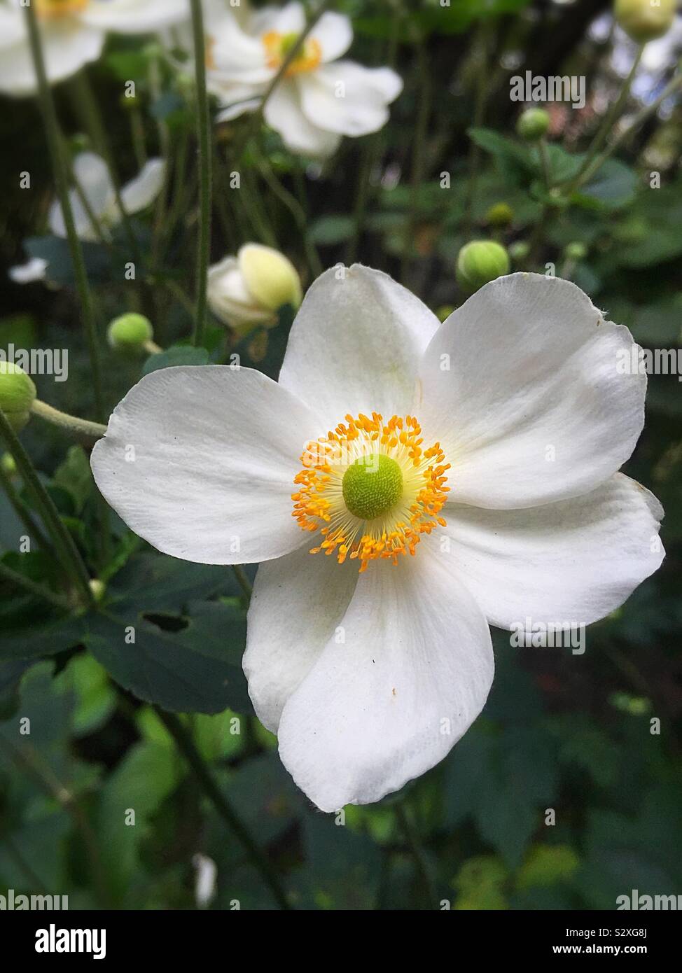 Flower with five petals hi-res stock photography and images - Alamy