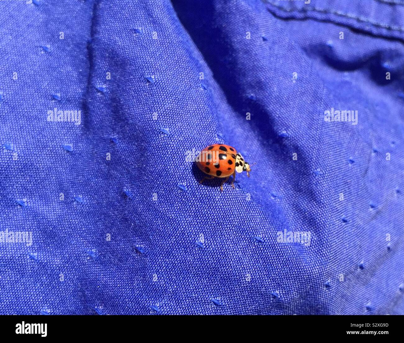Blue Ladybug High Resolution Stock Photography and Images - Alamy