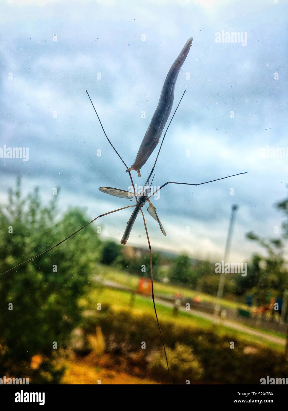 A slug approaches a daddy longlegs on a window Stock Photo - Alamy