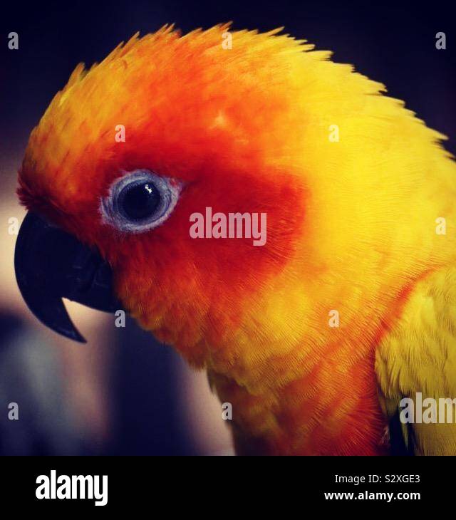 Small parrot hi-res stock photography and images - Alamy