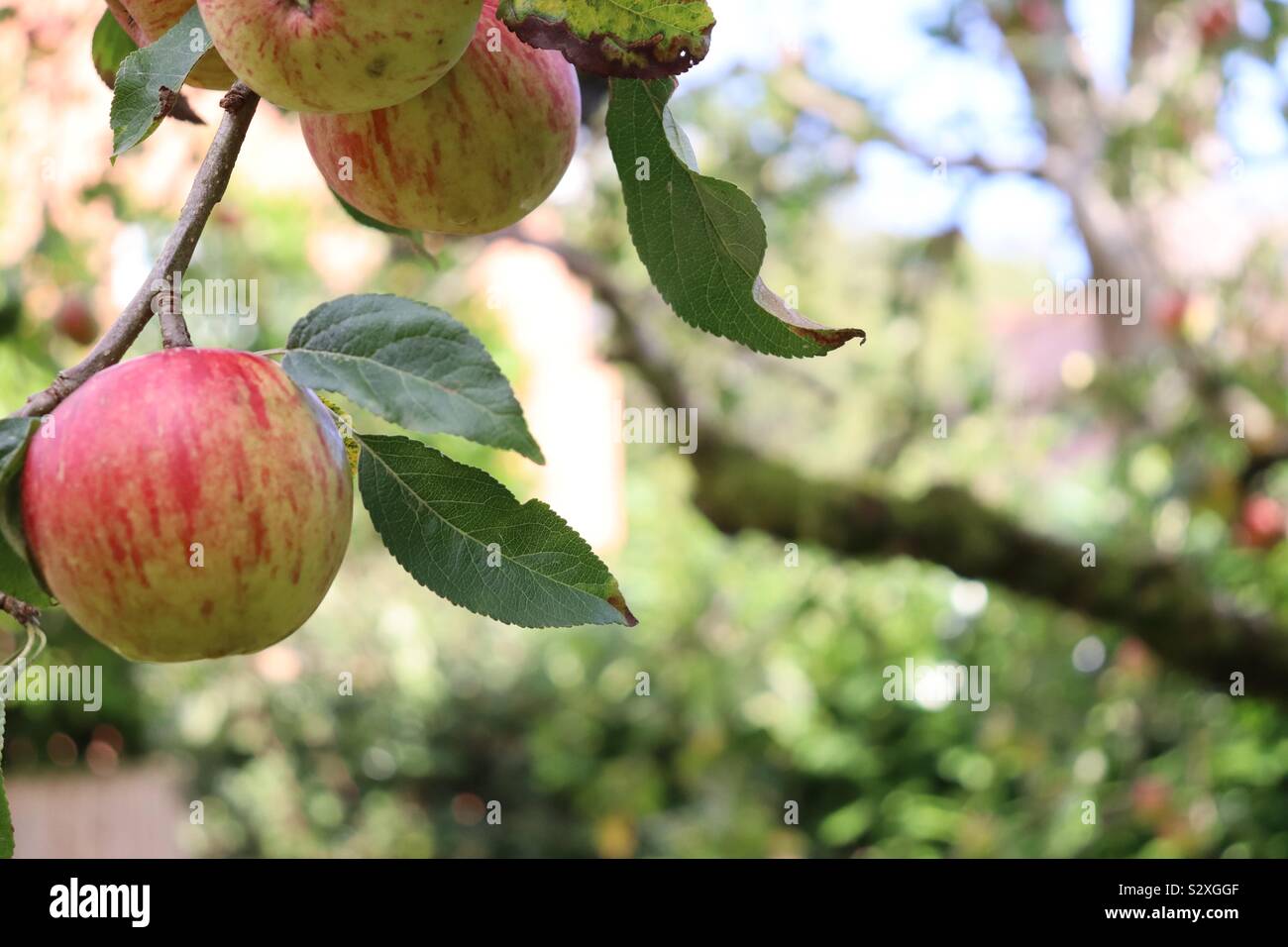 Bush apple tree hi-res stock photography and images - Alamy