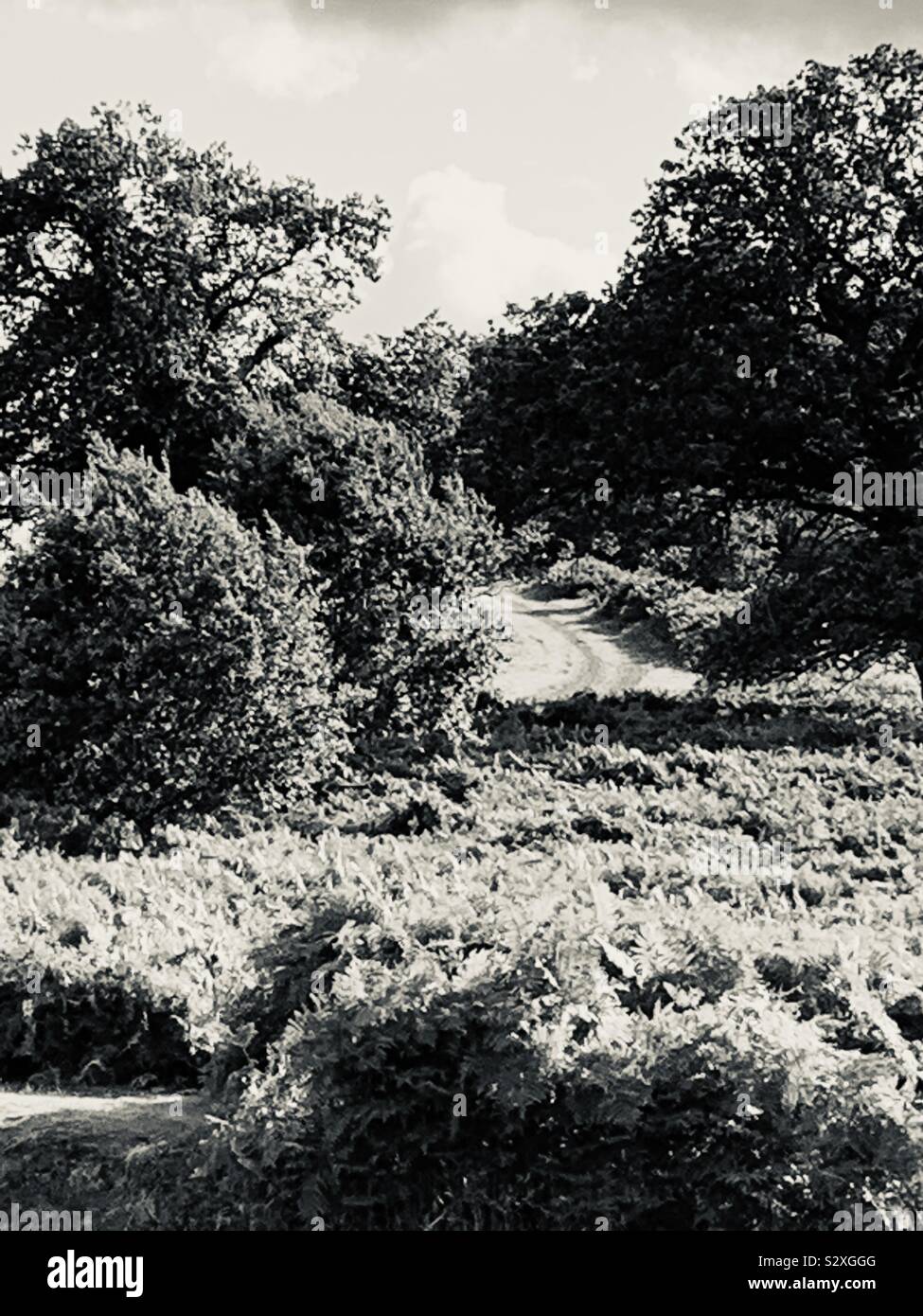 Secret path hi-res stock photography and images - Alamy