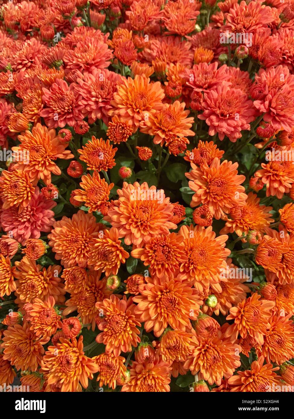 Mums garden hi-res stock photography and images - Alamy