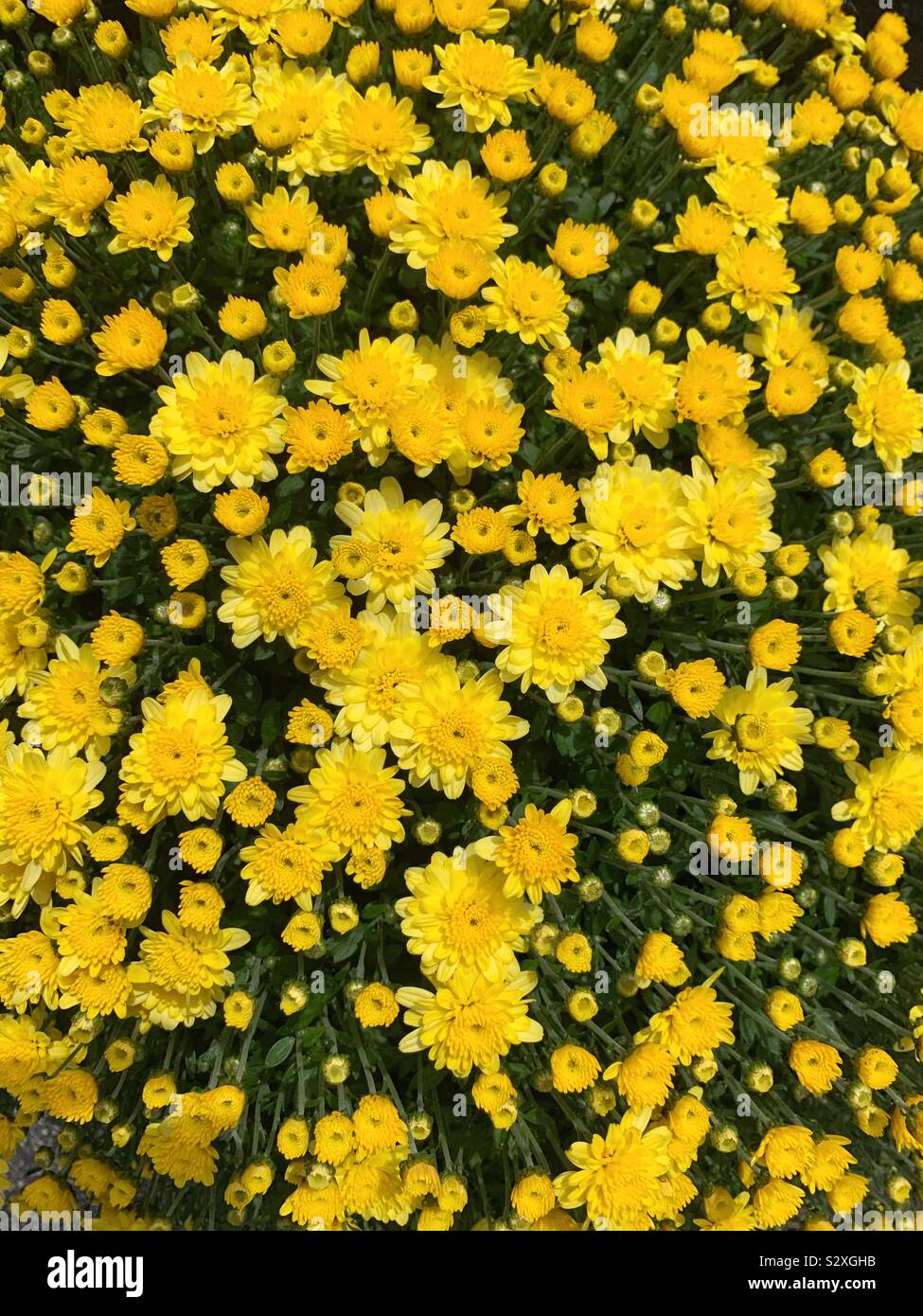 Yellow Mums High Resolution Stock Photography and Images - Alamy