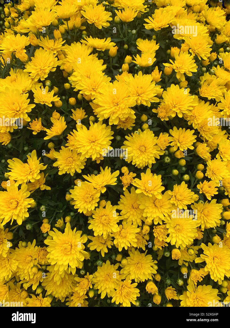 Summer yellow mums blossoms Stock Photo - Alamy