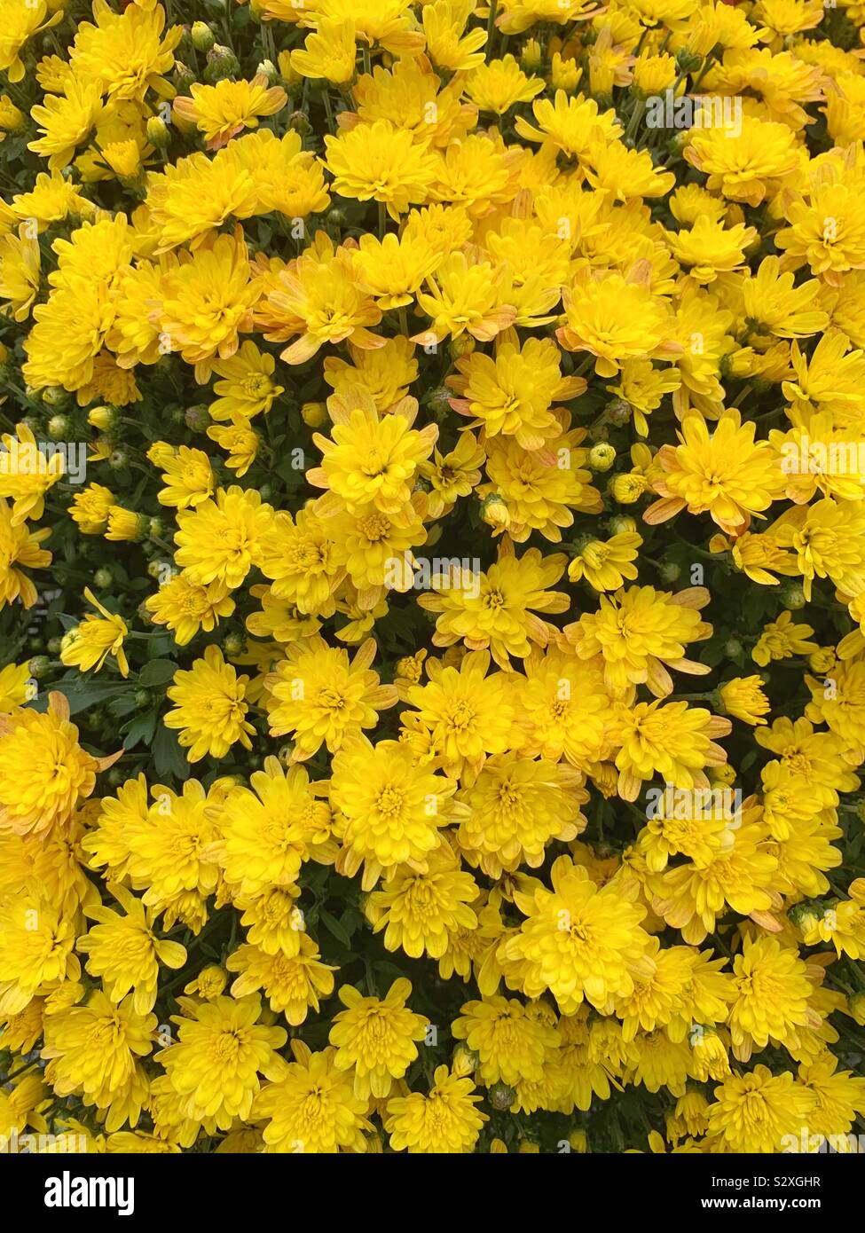 Bright yellow mums blossoms Stock Photo - Alamy