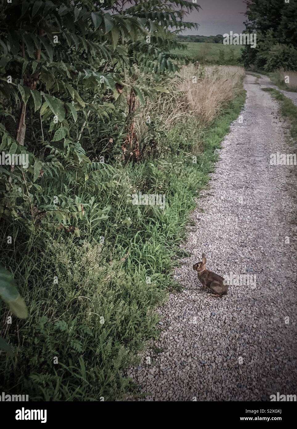 Single bunny on gravel driveway in North Carolina Stock Photo - Alamy