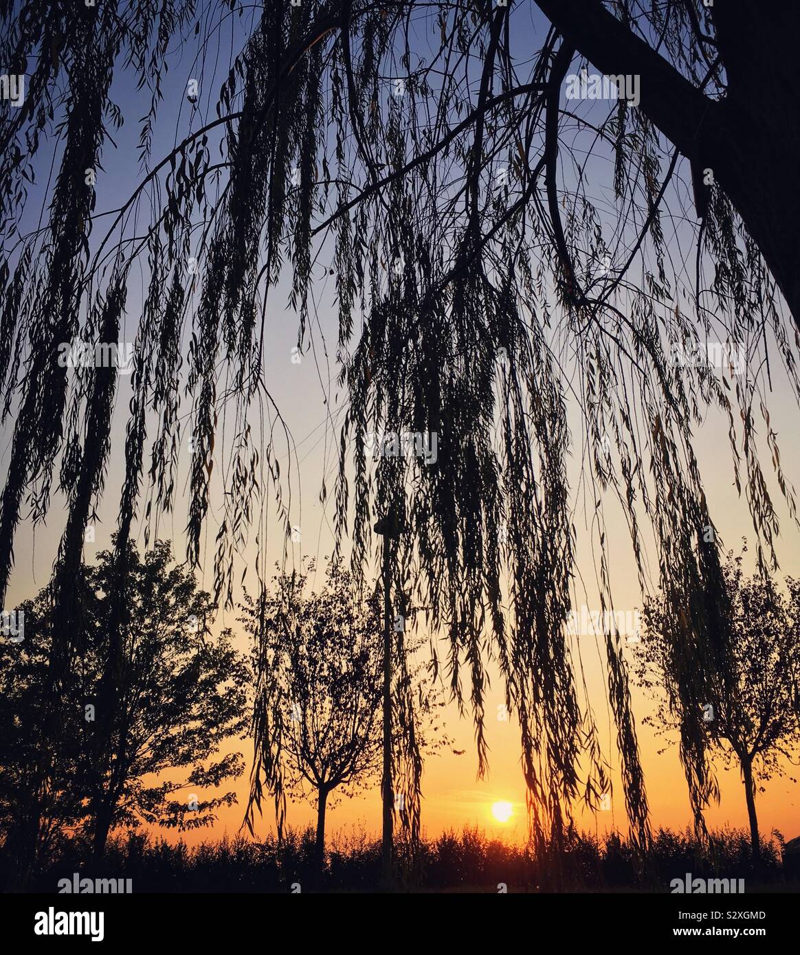 The willow tree orange hi-res stock photography and images - Alamy