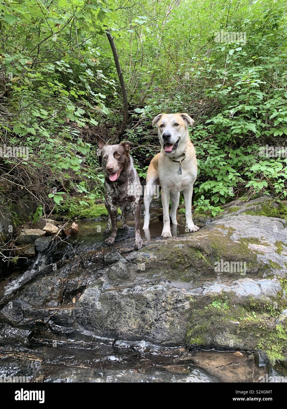Boys and dogs hi-res stock photography and images - Alamy