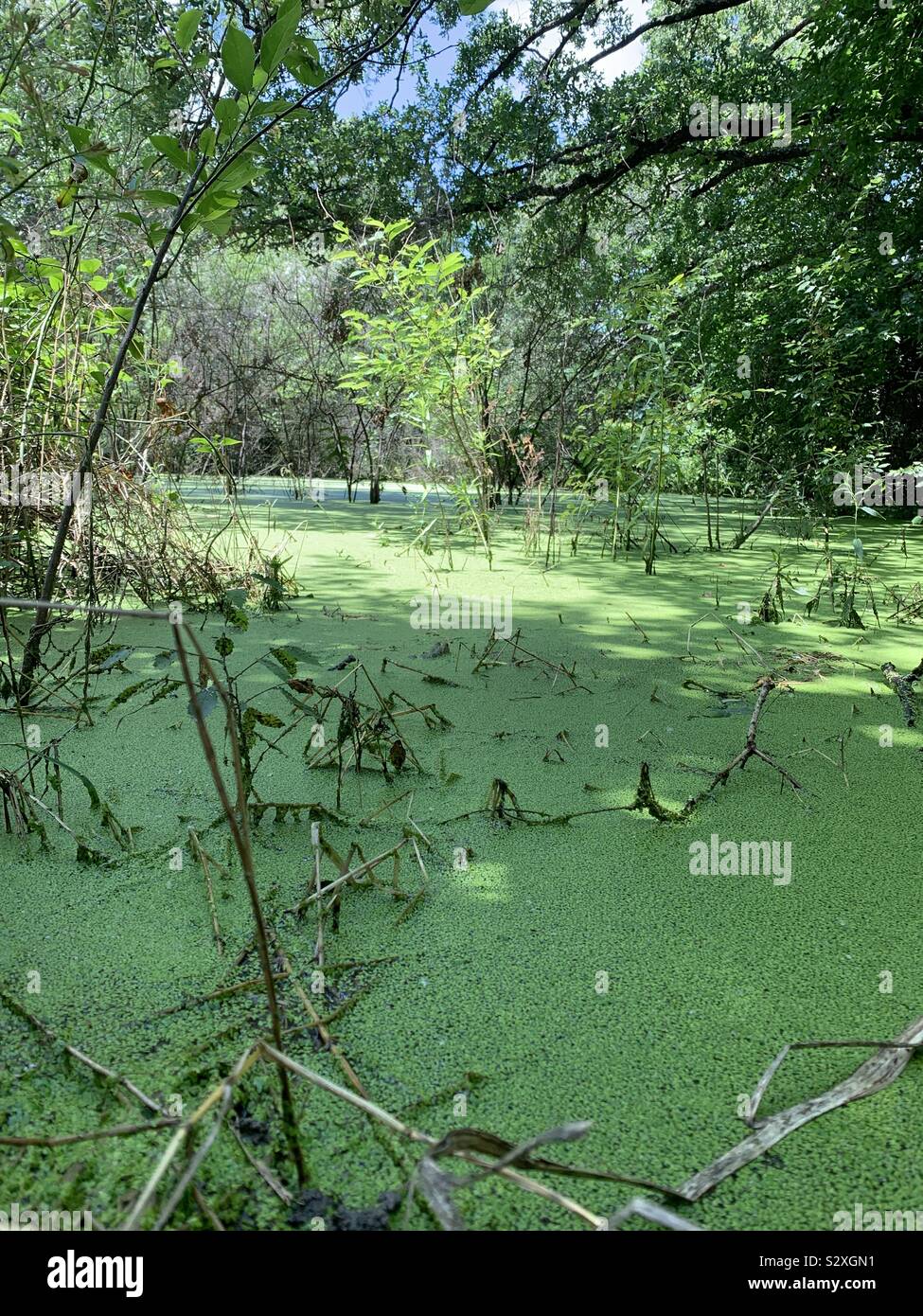Texas pond hi-res stock photography and images - Alamy