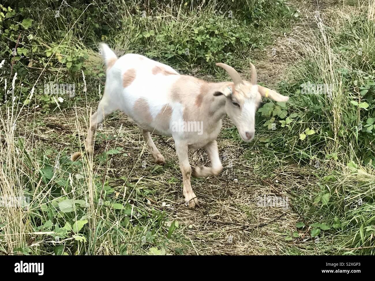 Street goats bristol Stock Photo - Alamy