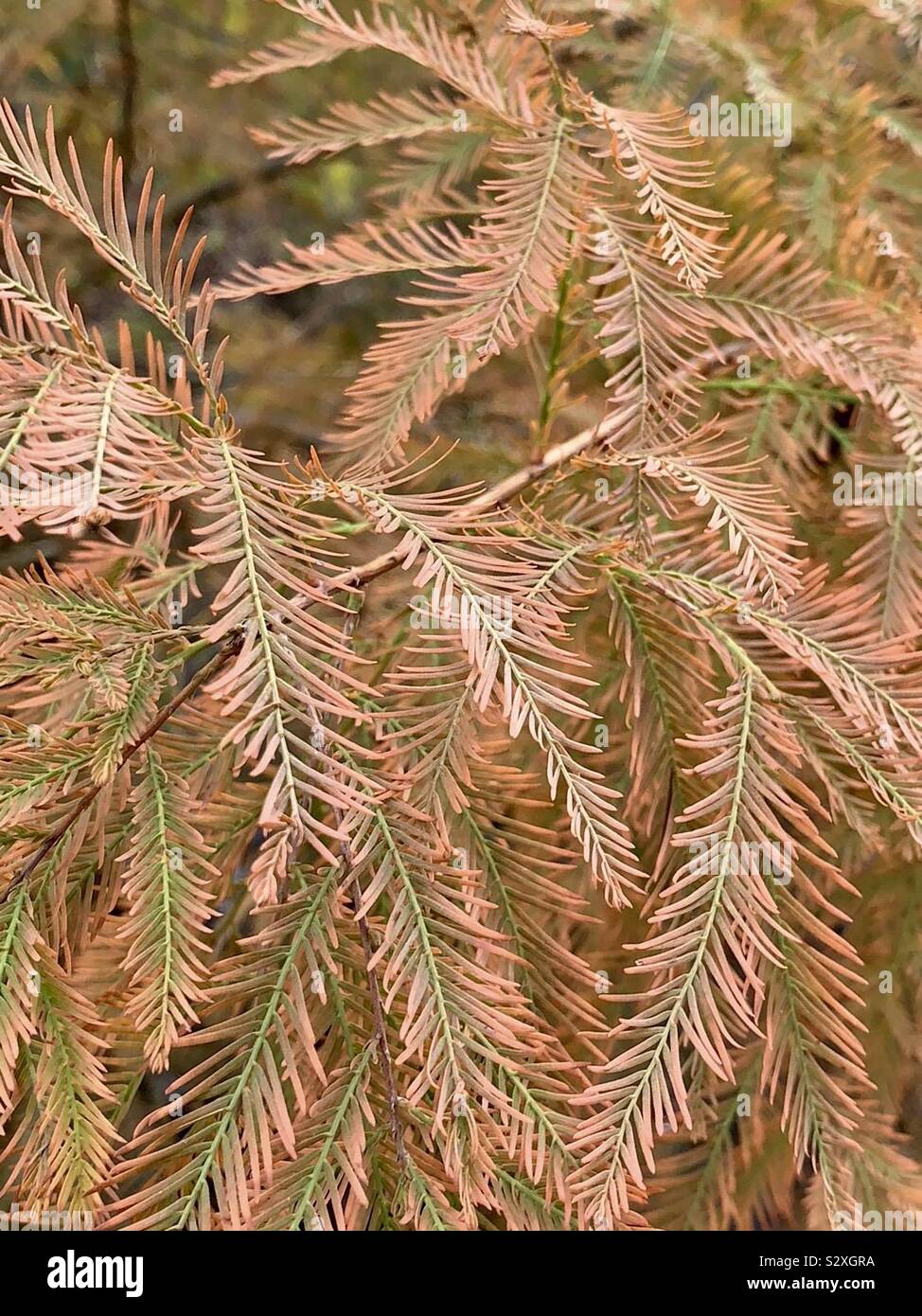 Autumn colored branches of a large cypress tree closeup Stock Photo - Alamy