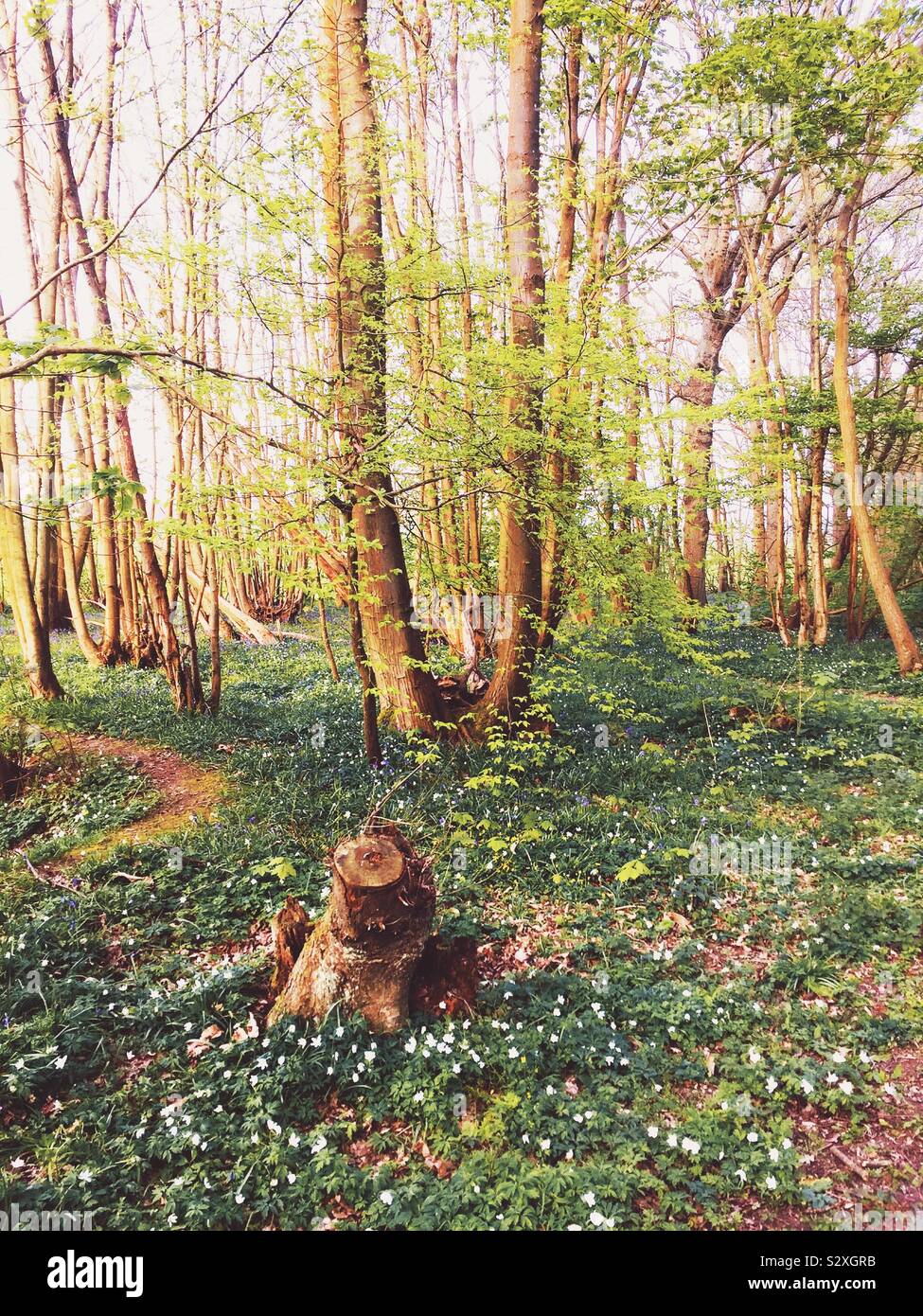 Magical forests hi-res stock photography and images - Alamy