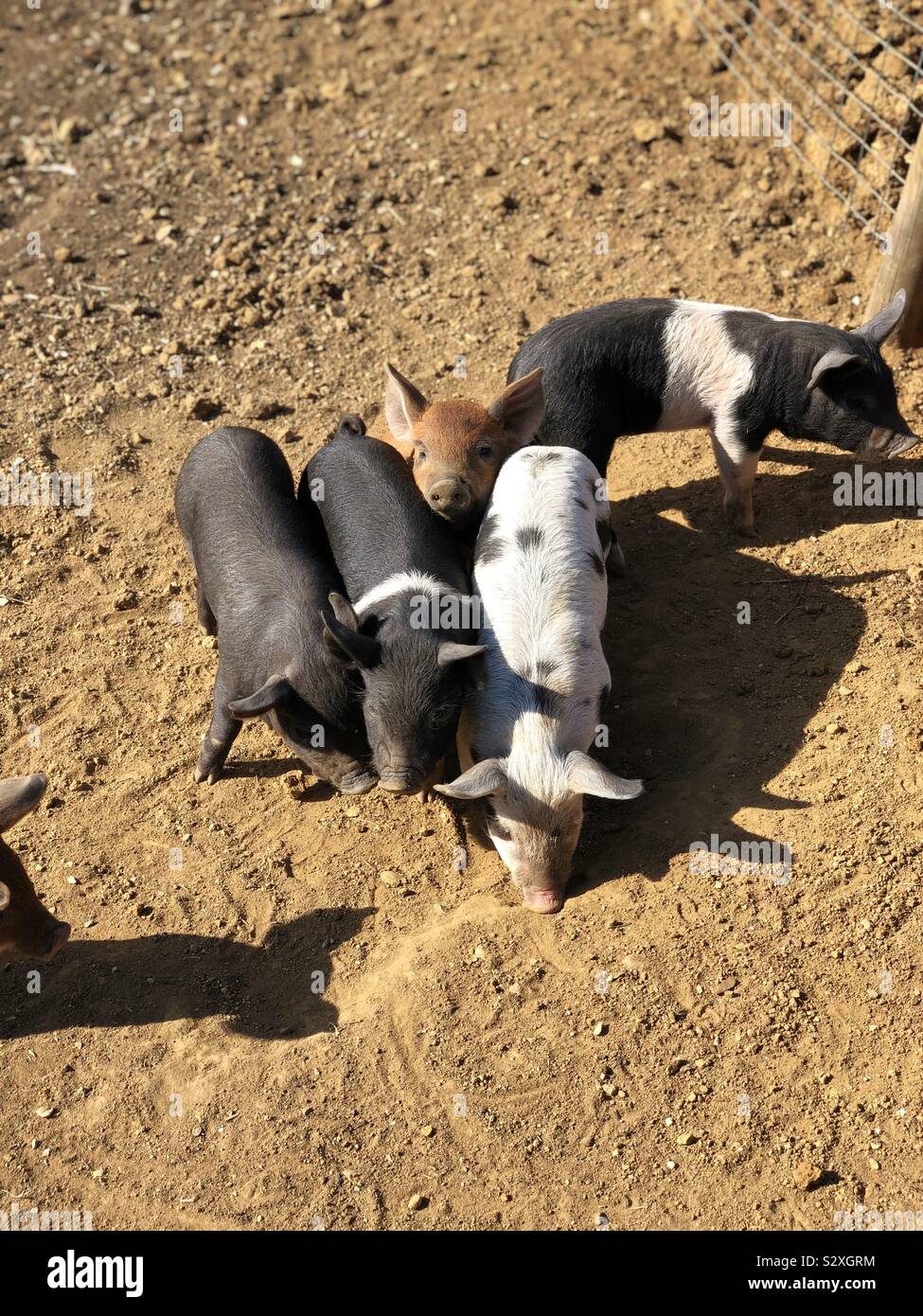 Cute baby pigs hi-res stock photography and images - Alamy