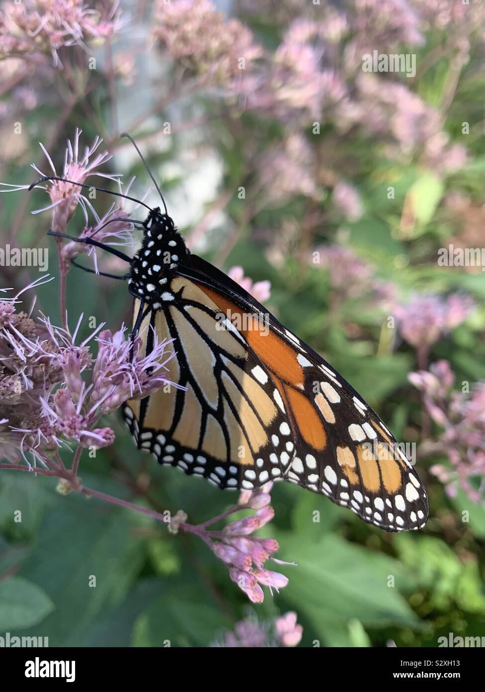 Monarch and flowers hi-res stock photography and images - Alamy