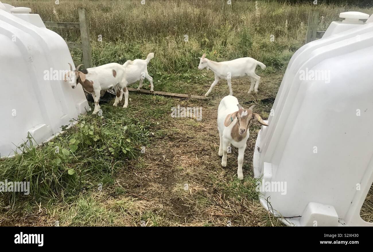 Street goats bristol Stock Photo - Alamy