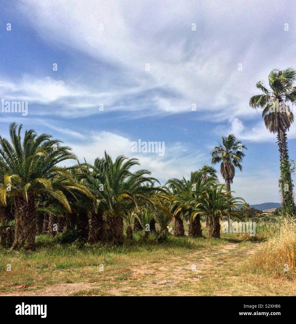 Palmeraies hi-res stock photography and images - Alamy