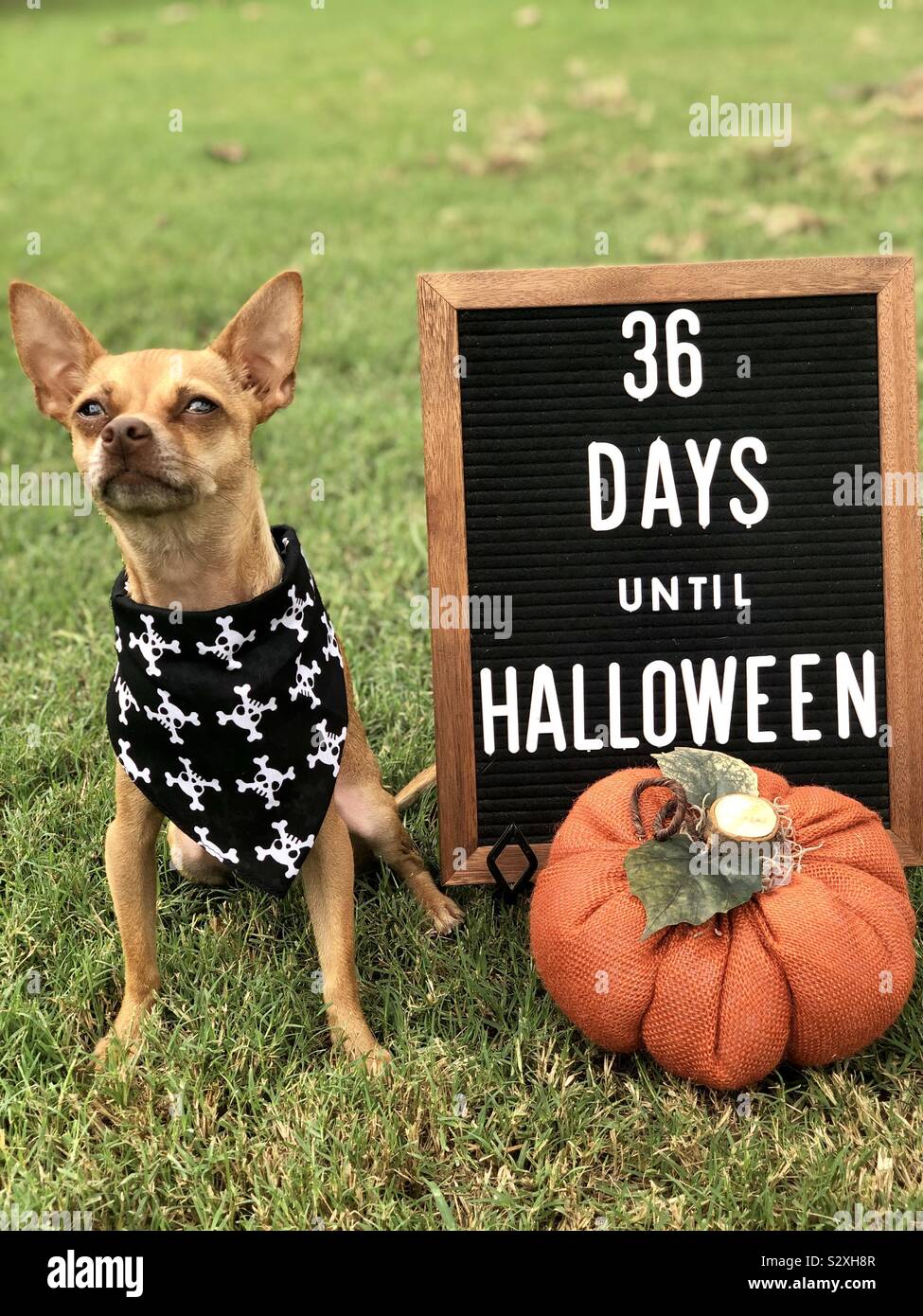 Halloween countdown hi-res stock photography and images - Alamy
