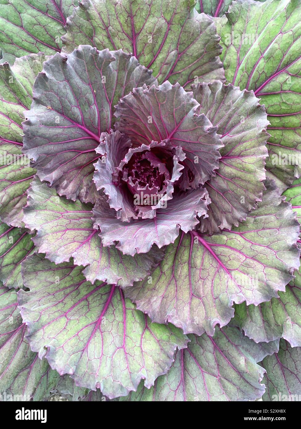 Top view of a gorgeous sprawling blossom of a cabbage plant Stock Photo ...
