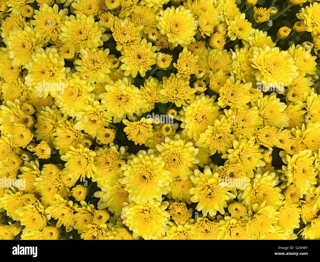 Mums flowers hi-res stock photography and images - Alamy