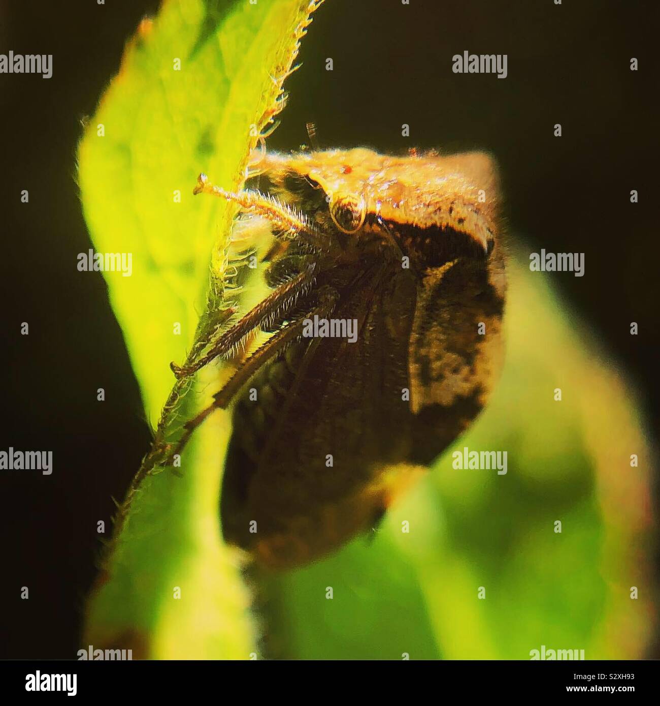 Thorn treehopper (centrotus cornutus Stock Photo - Alamy