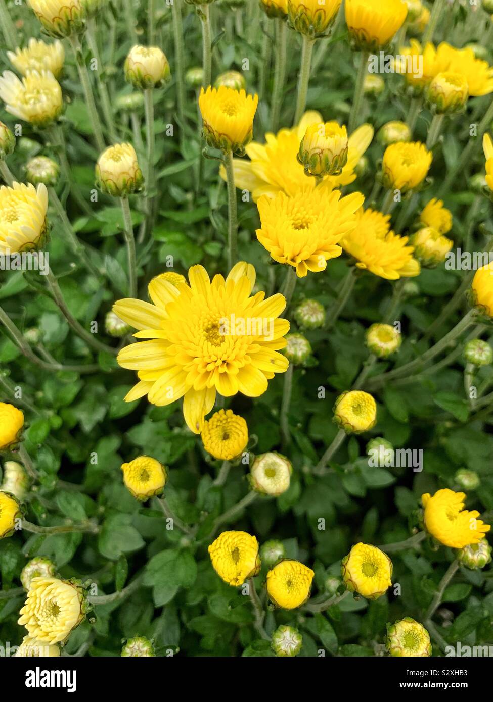 Yellow mums blossoms Stock Photo - Alamy