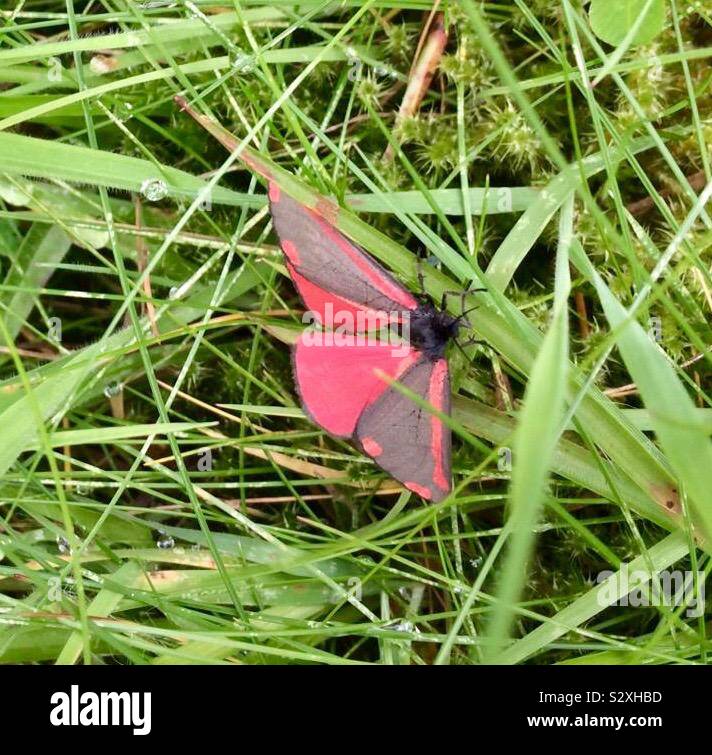 Cinnabar Tyria jacobaeae moth resting on grass Stock Photo - Alamy