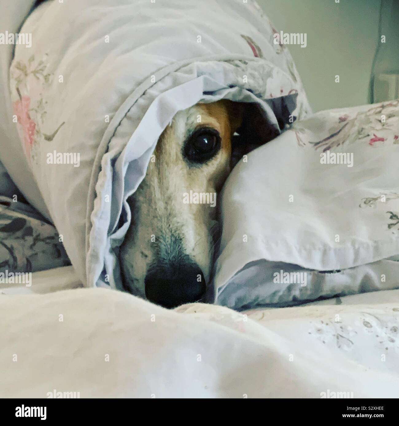 Dog tired hi-res stock photography and images - Alamy