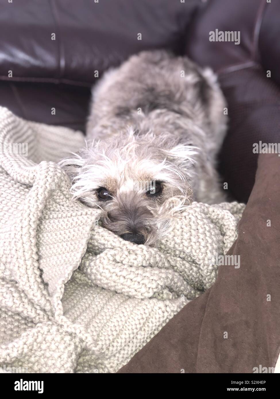 Tilly The Dog High Resolution Stock Photography and Images - Alamy