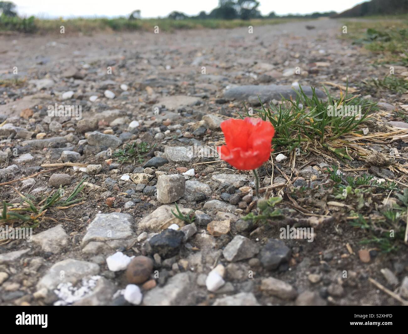 Teeny Weeny Poppy Stock Photo - Alamy