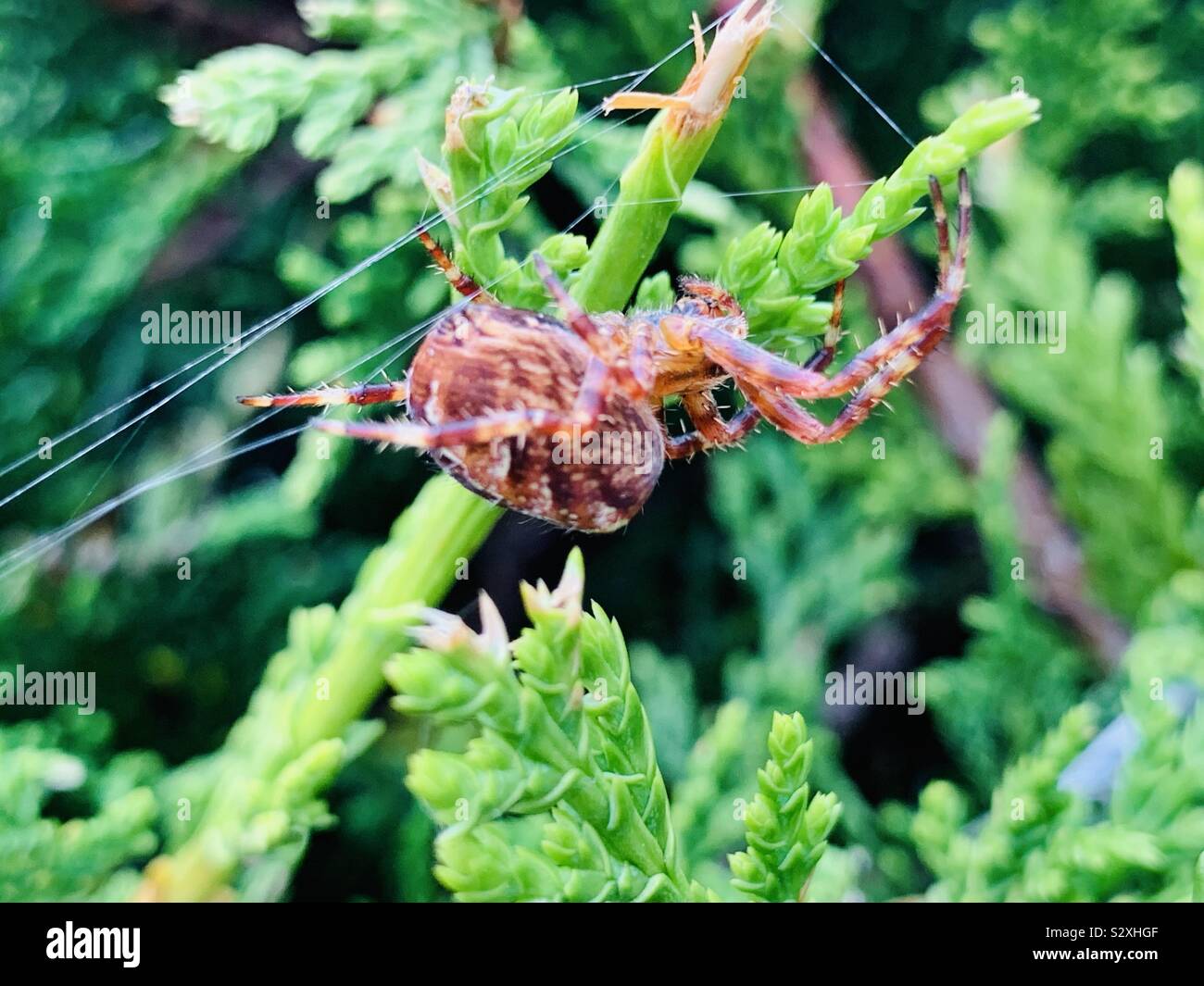 Four Spot Orb Weaver High Resolution Stock Photography and Images - Alamy