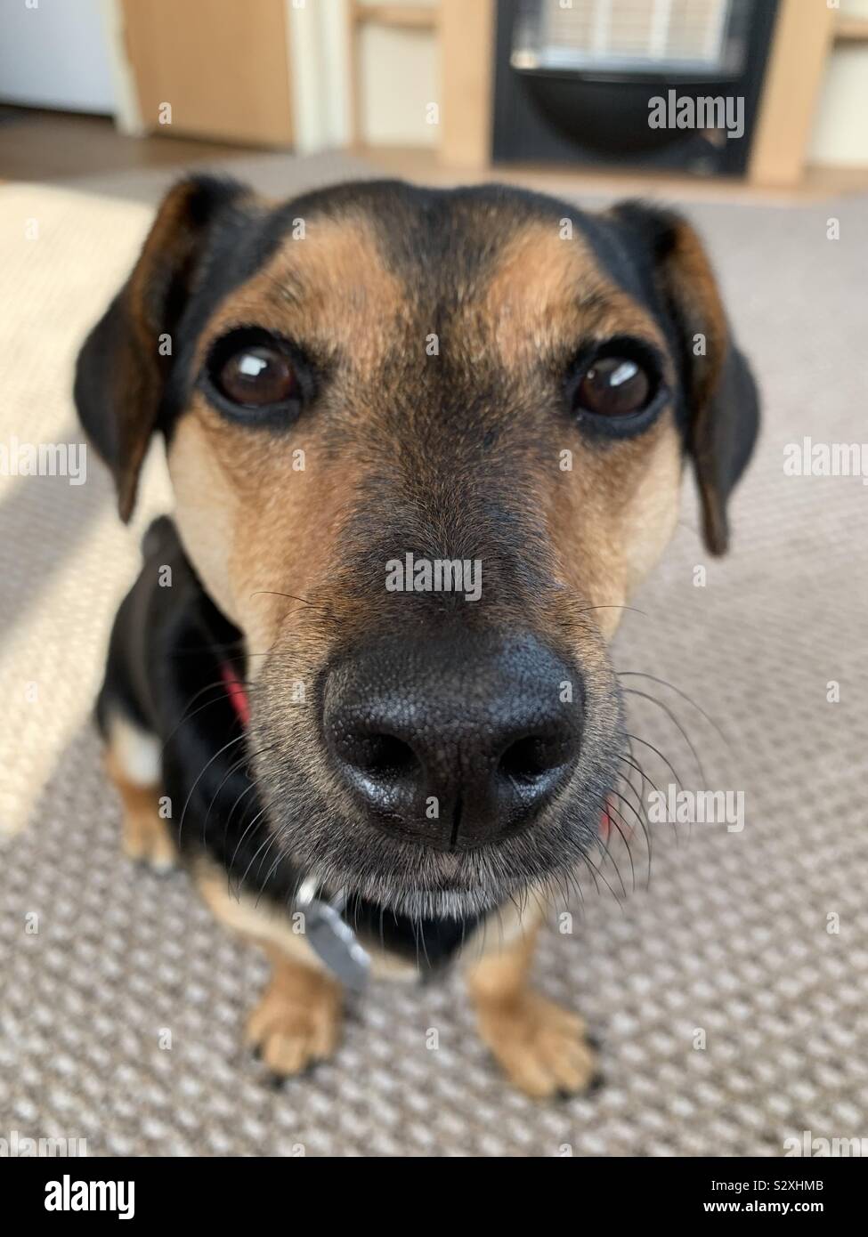 Sitting pretty puppy Stock Photo - Alamy