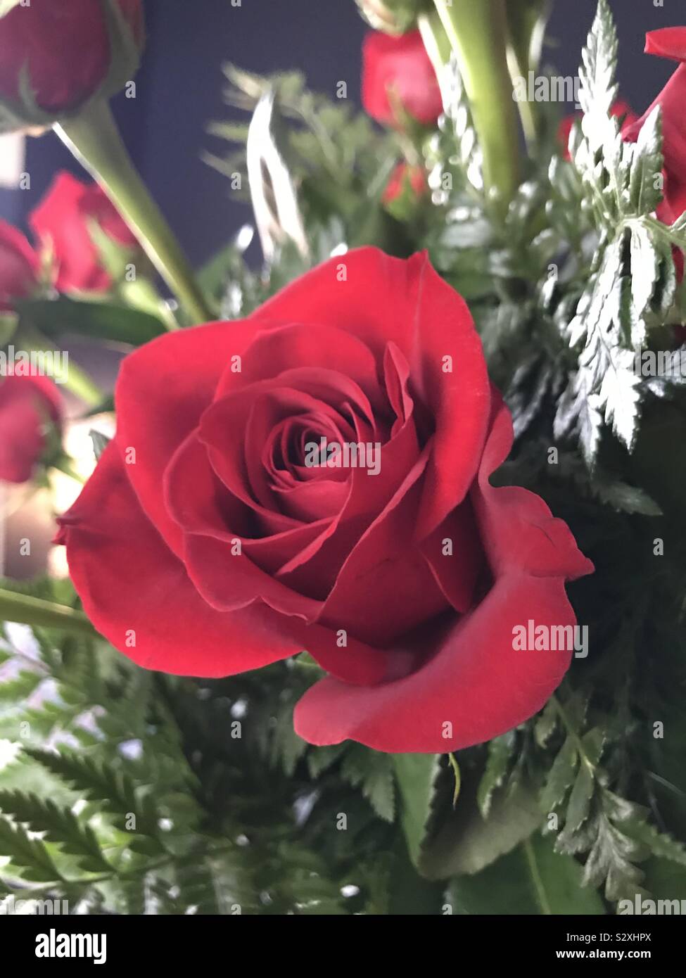 Red bloom beauty Stock Photo - Alamy