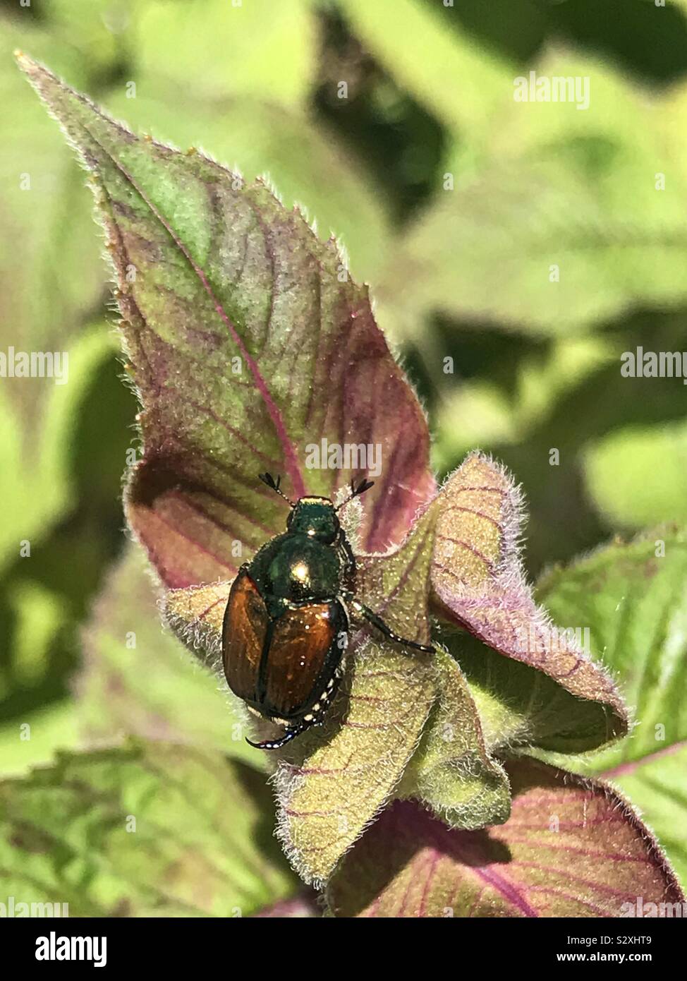 Japanese green beetle hi-res stock photography and images - Alamy