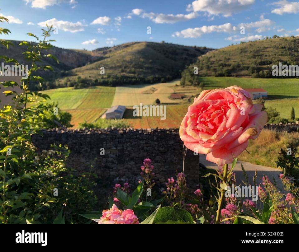 Spanish rose hi-res stock photography and images - Alamy