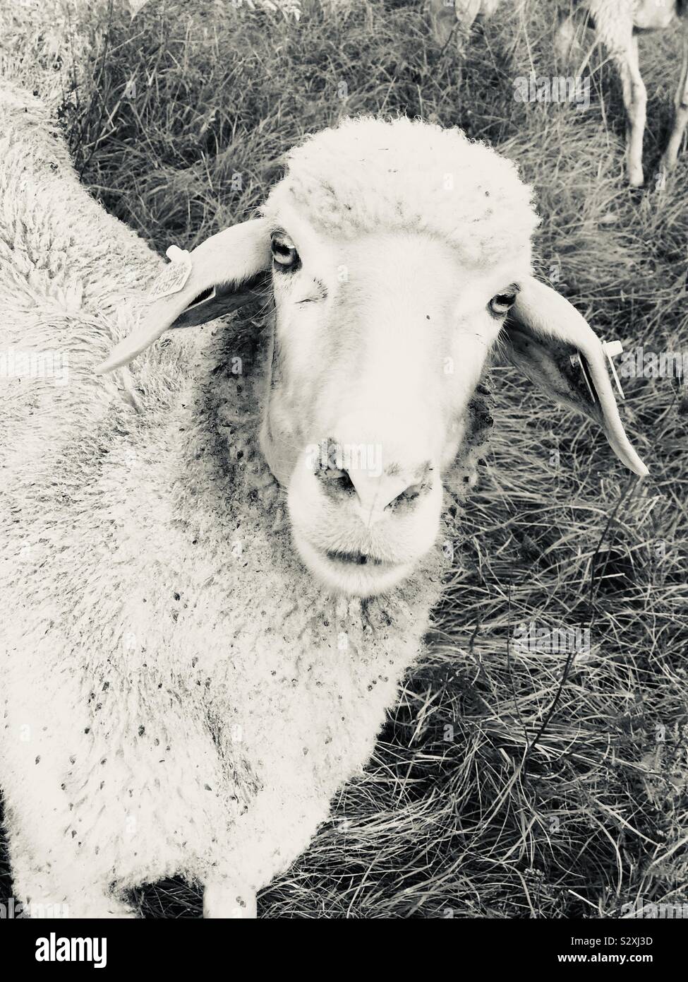 Loan sheep hi-res stock photography and images - Alamy